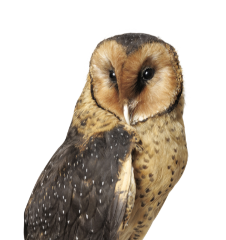 African Grass Owl - Florafauna