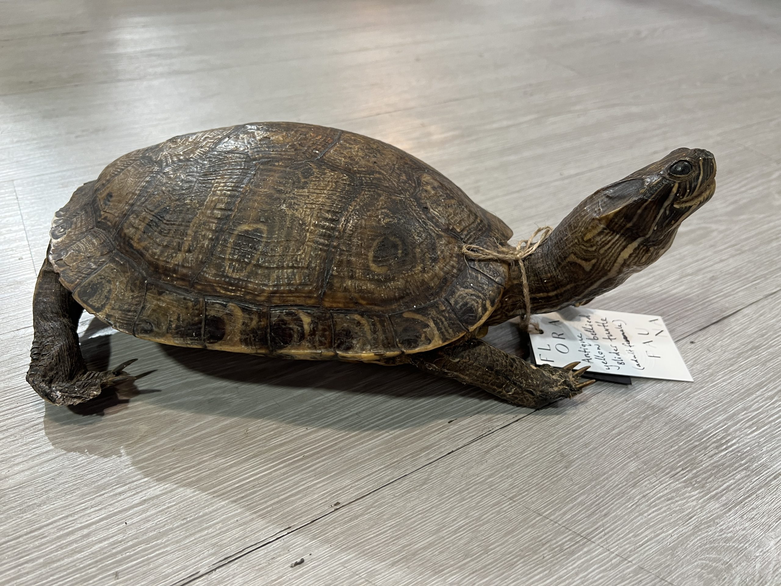 Antique Yellow Bellied Slider Turtle (adult female) - Florafauna