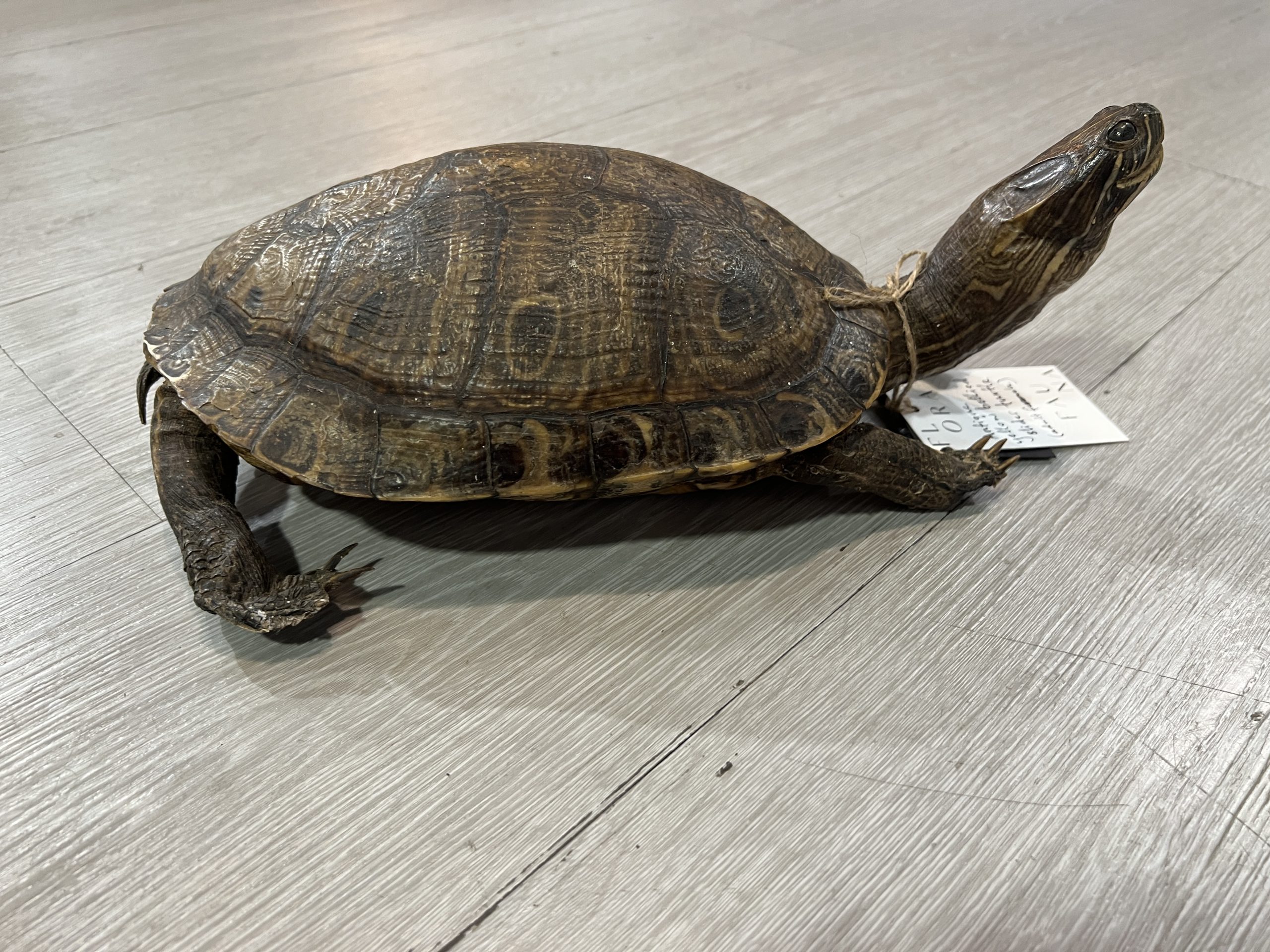 Antique Yellow Bellied Slider Turtle (adult female) - Florafauna