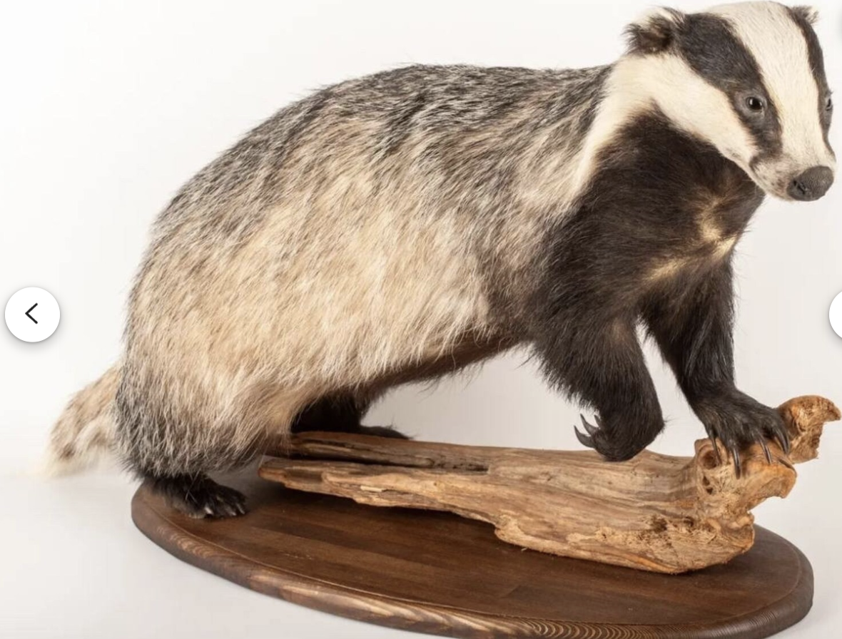 European Badger - Florafauna