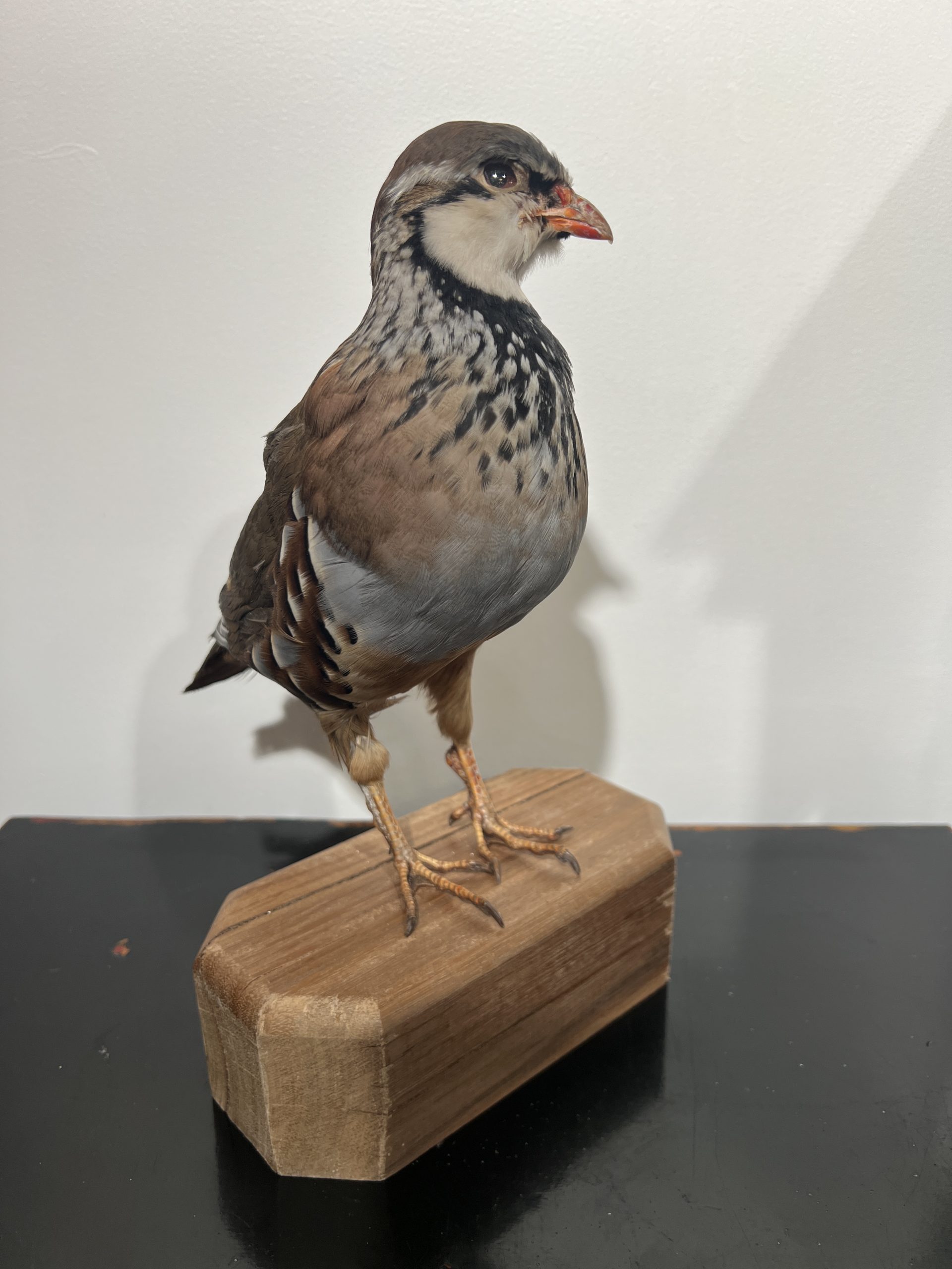 Common Partridge - Florafauna