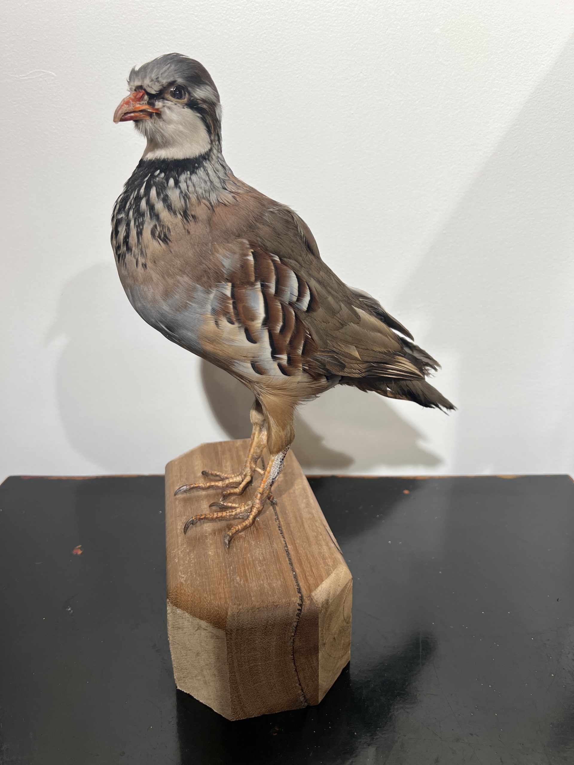 Common Partridge - Florafauna