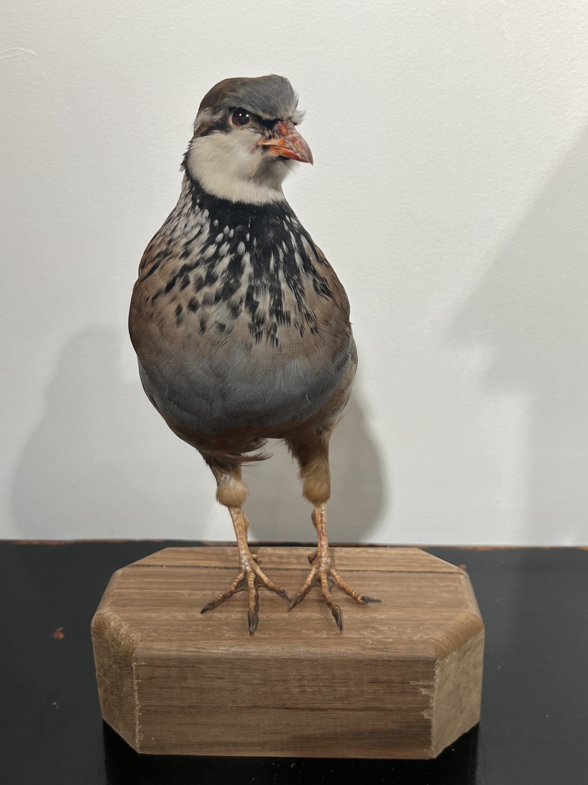 Common Partridge - Florafauna