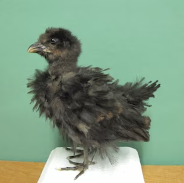 Frizzle Chick - Florafauna