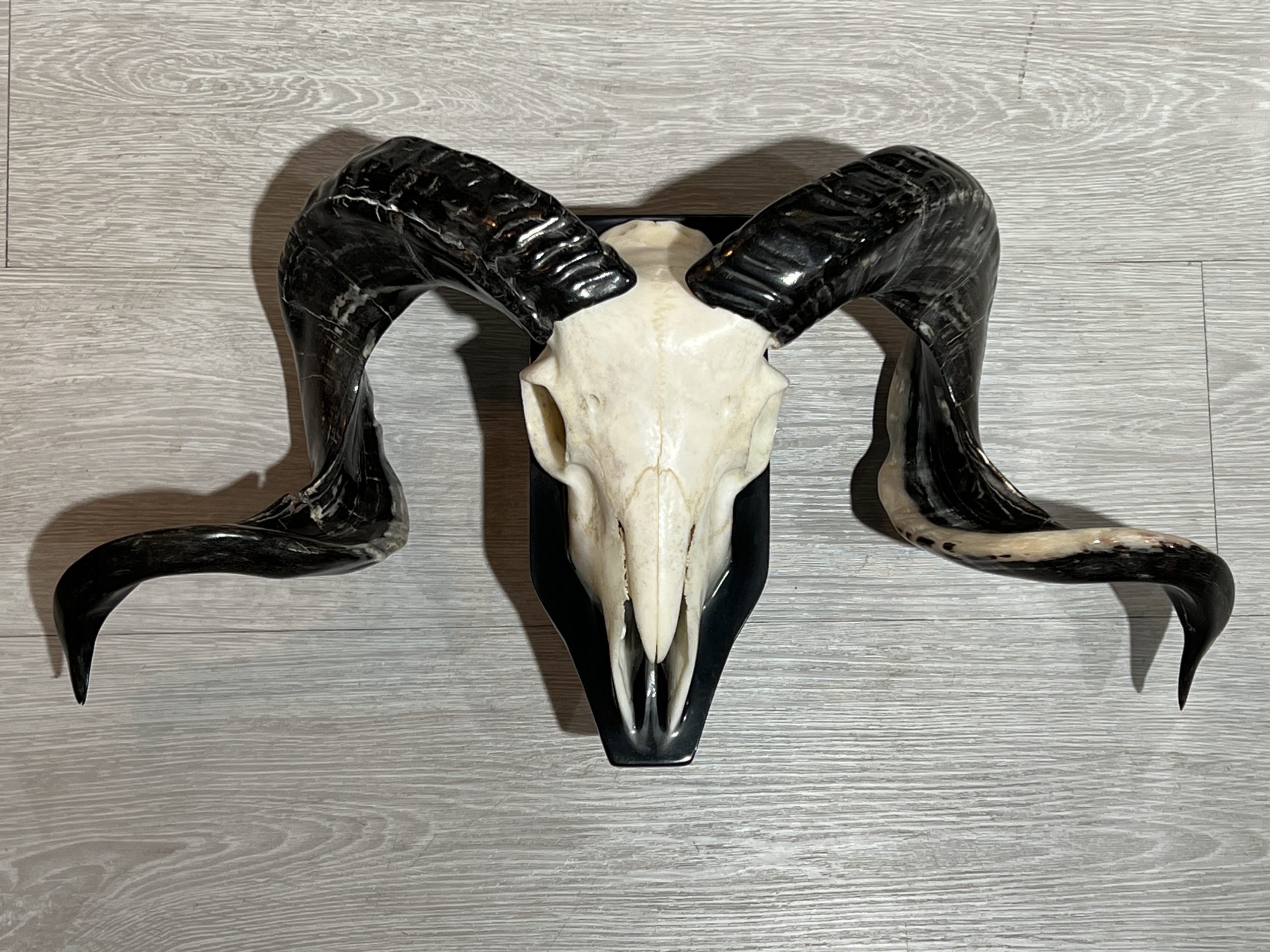 Polished Arapawa Ram Skull on Resin Shield - Florafauna