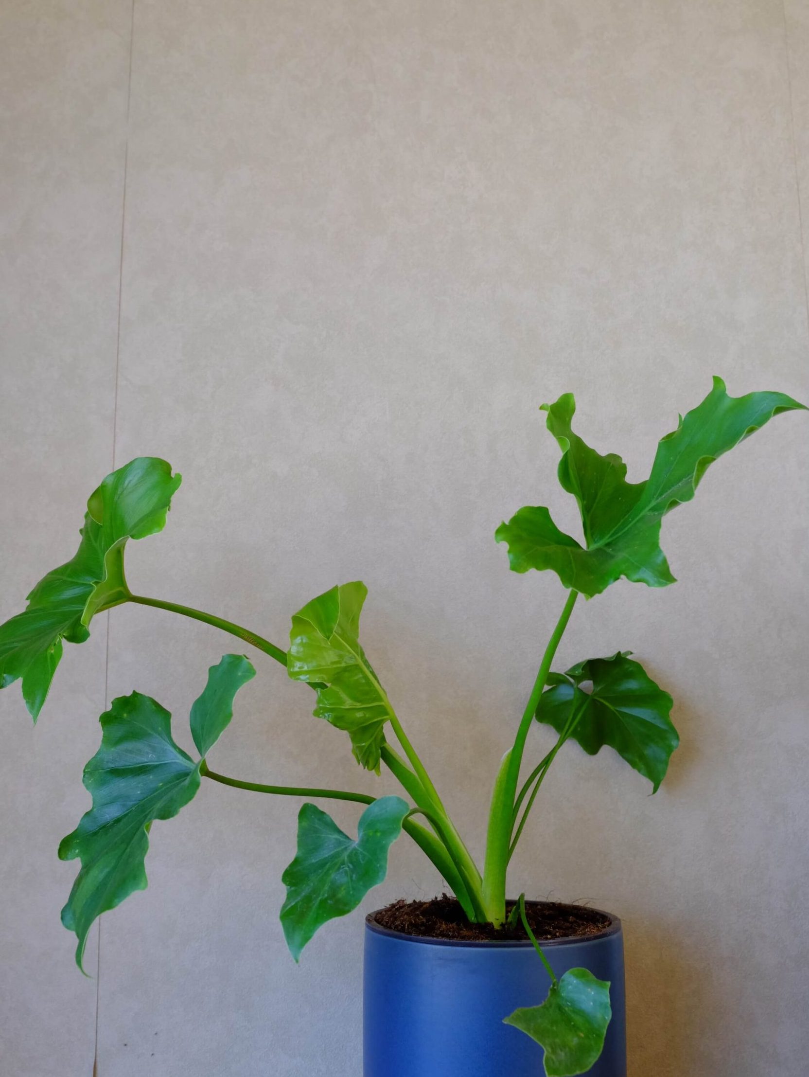 Lacy Tree Philodendron - Florafauna