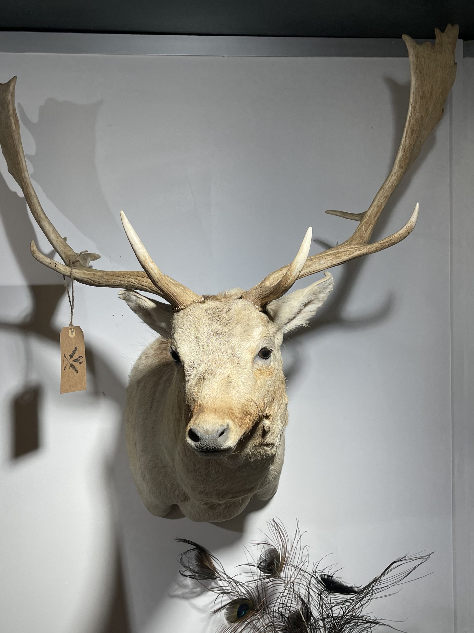 Fallow Deer Buck Head Wall Mount | Unique Deer Decor