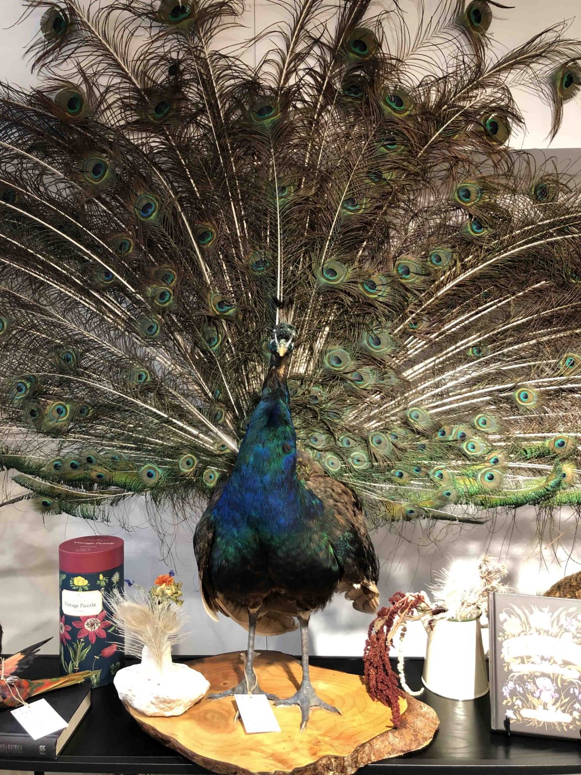 Peter the Peacock - Florafauna