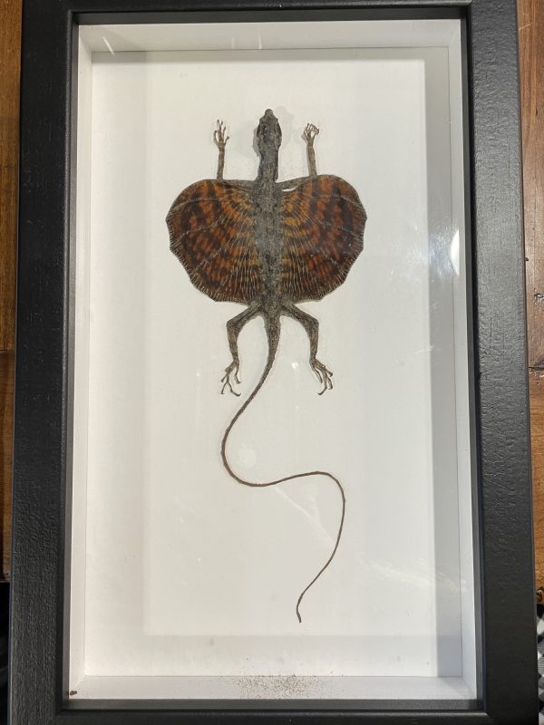 New Product , Taxidermy