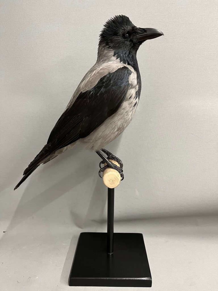 Hooded Crow on Wooden Perch