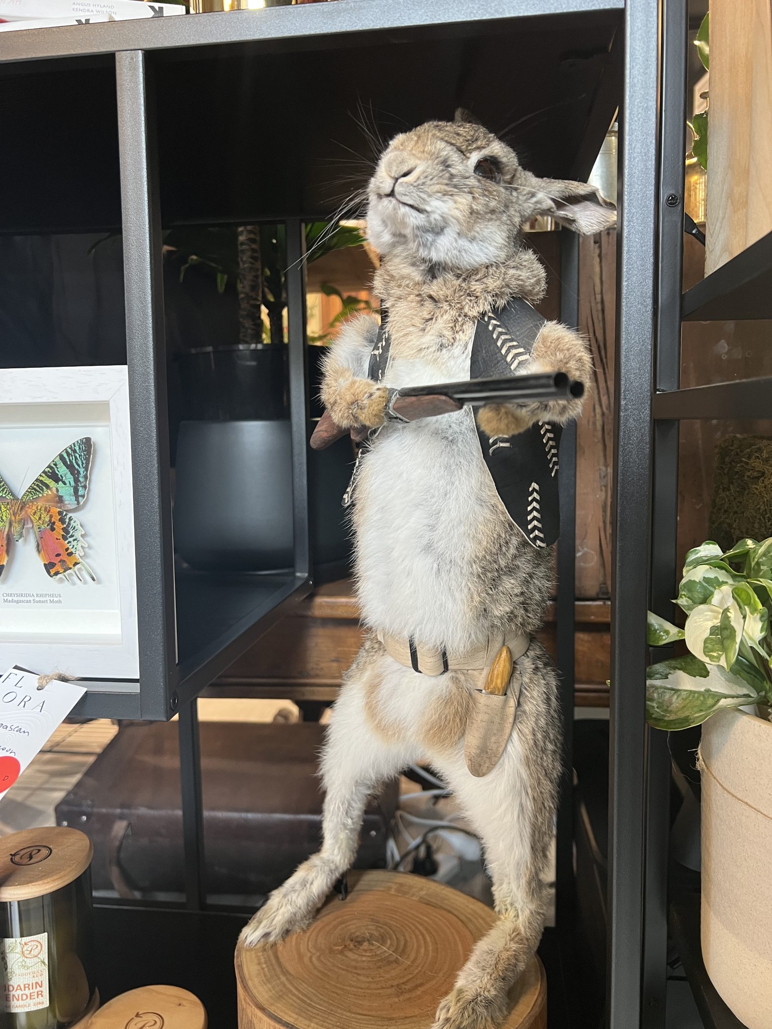 Rabbit with a Gun - Florafauna