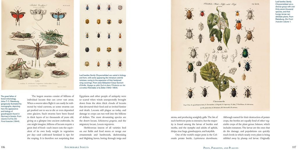 Innumerable Insects : The Story of the Most Diverse and Myriad Animals ...