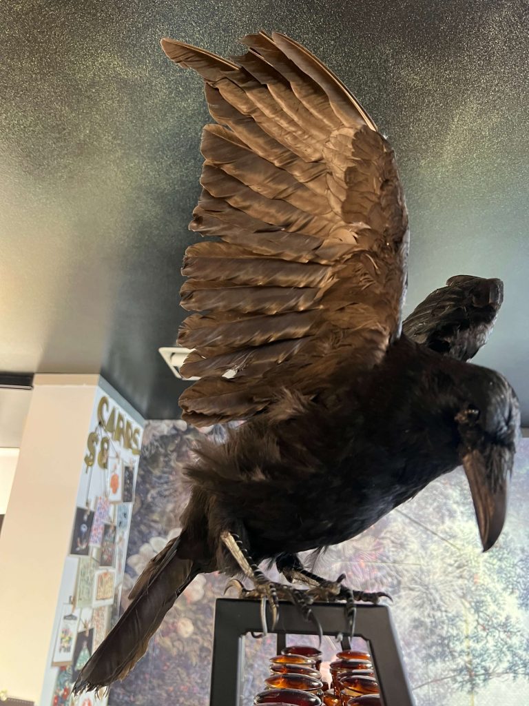 Crow - Perched with Wings Outstretched - Florafauna