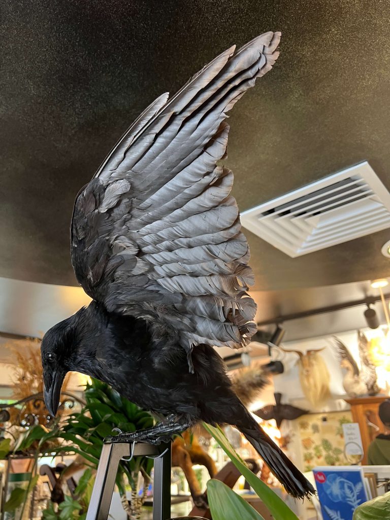 Crow - Perched with Wings Outstretched - Florafauna