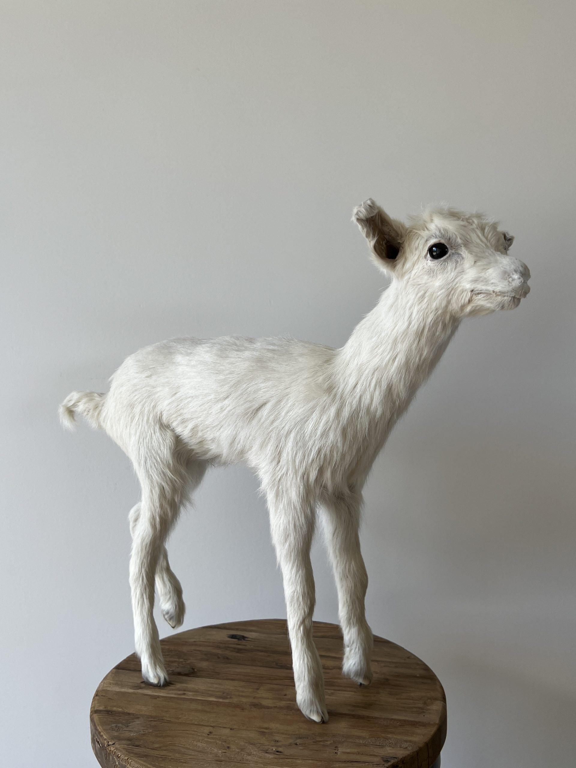 Shop Our Curiosities | Queenstown Flower & Gift Shop