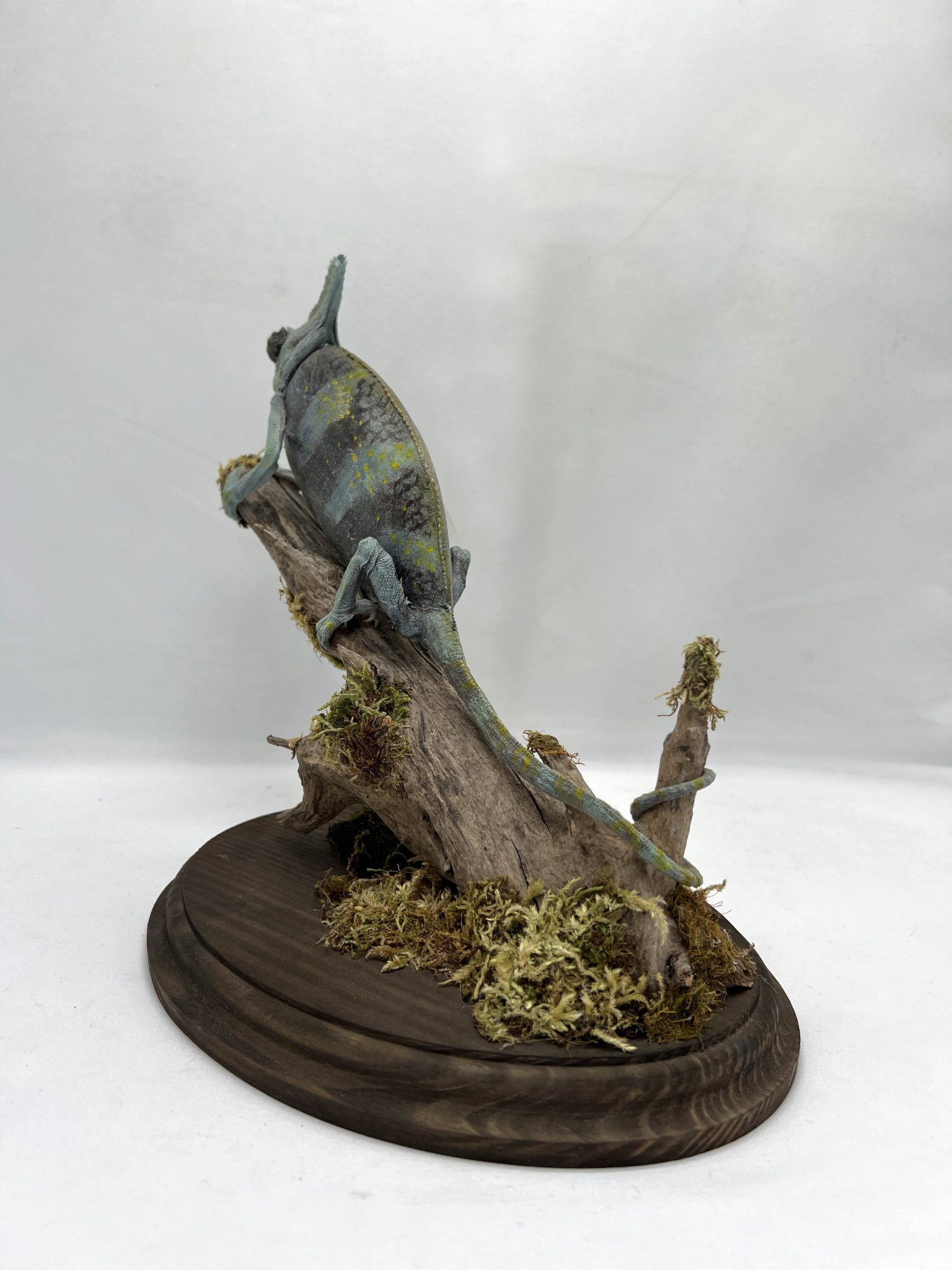 Leon The Chameleon - Florafauna