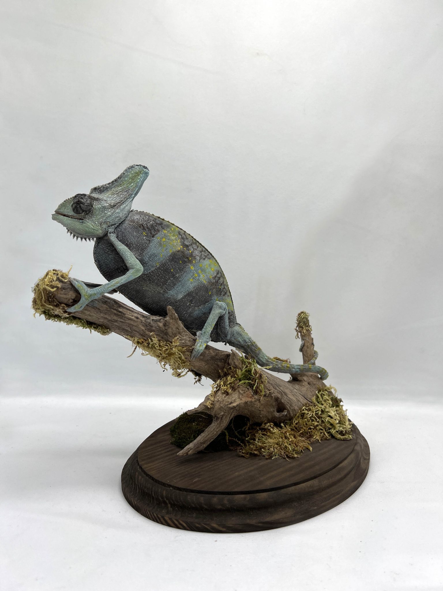 Leon The Chameleon - Florafauna