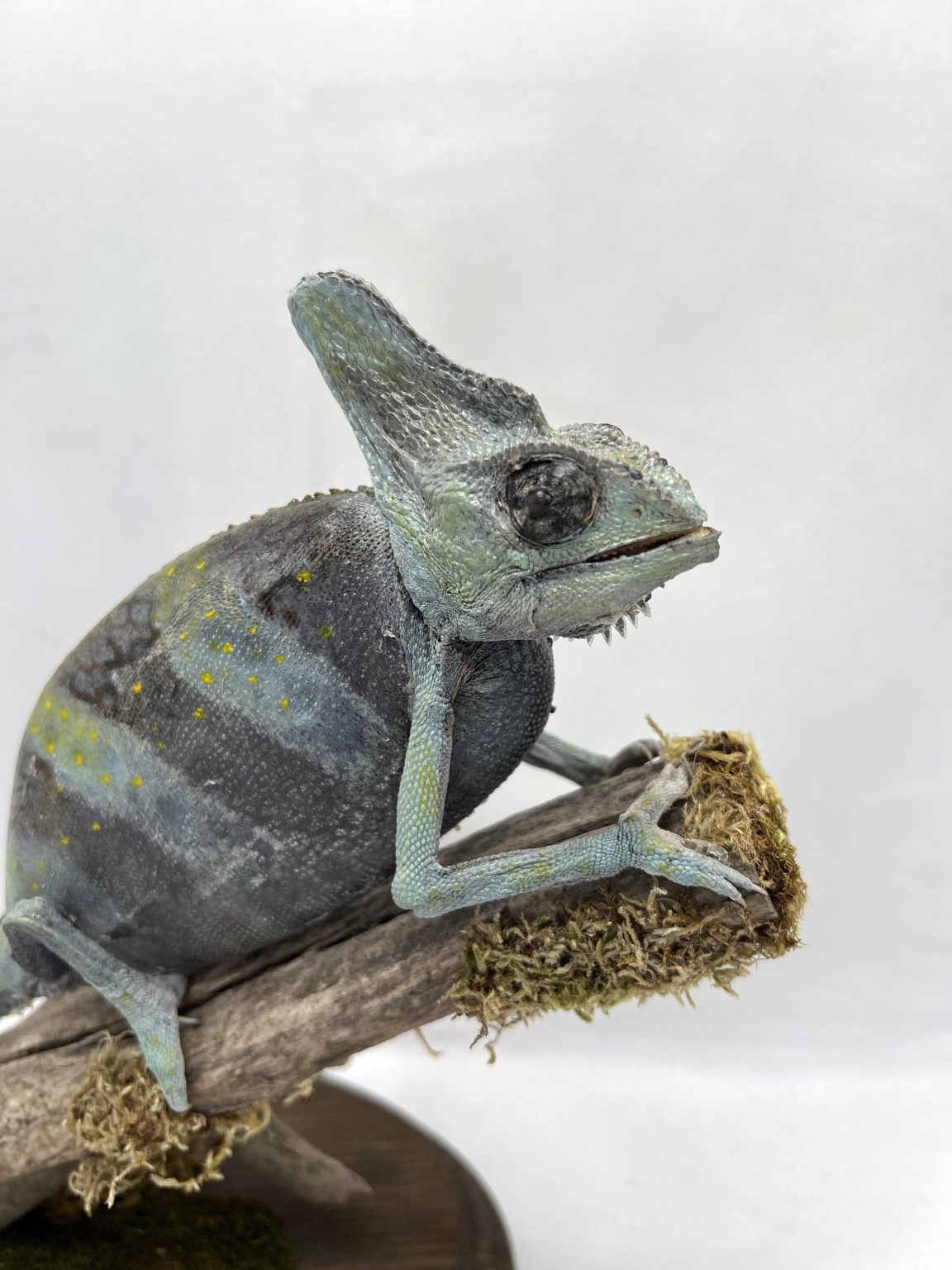 Leon The Chameleon - Florafauna