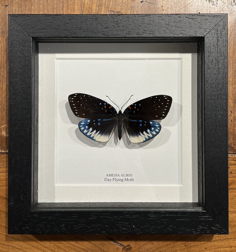 Day Flying Moth - Amesia aliris - Florafauna