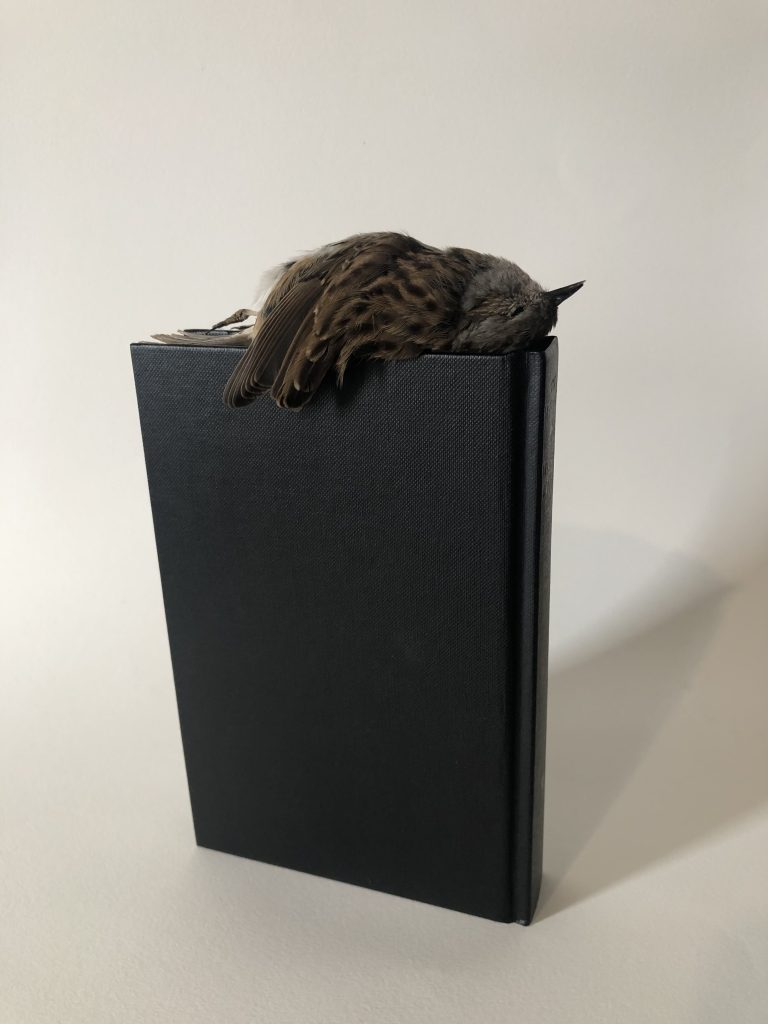 Male Dunnock on Book -Antoinette Ratcliffe - Florafauna