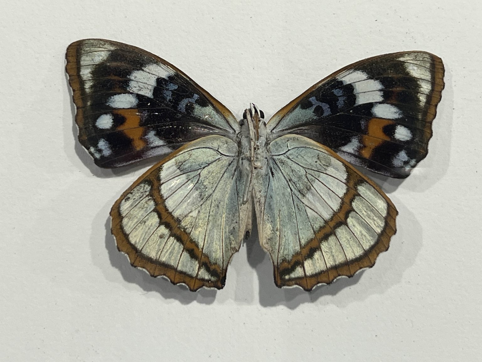 Chitoria Ulupi Mounted In White Box Frame - Florafauna