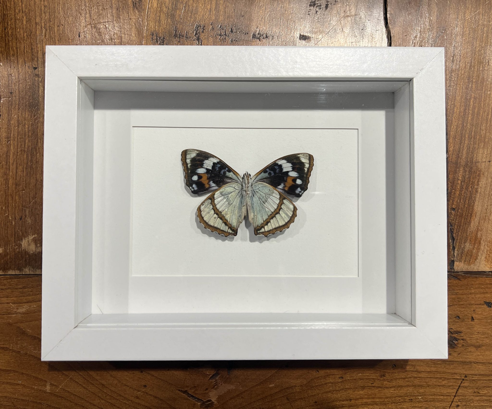 Chitoria Ulupi Mounted In White Box Frame - Florafauna