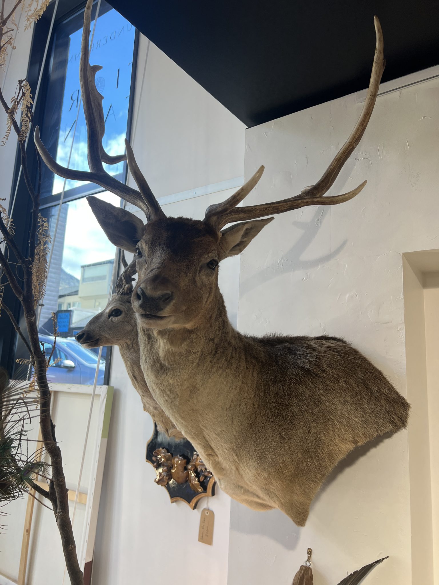 Fallow Deer Shoulder Mount - Florafauna