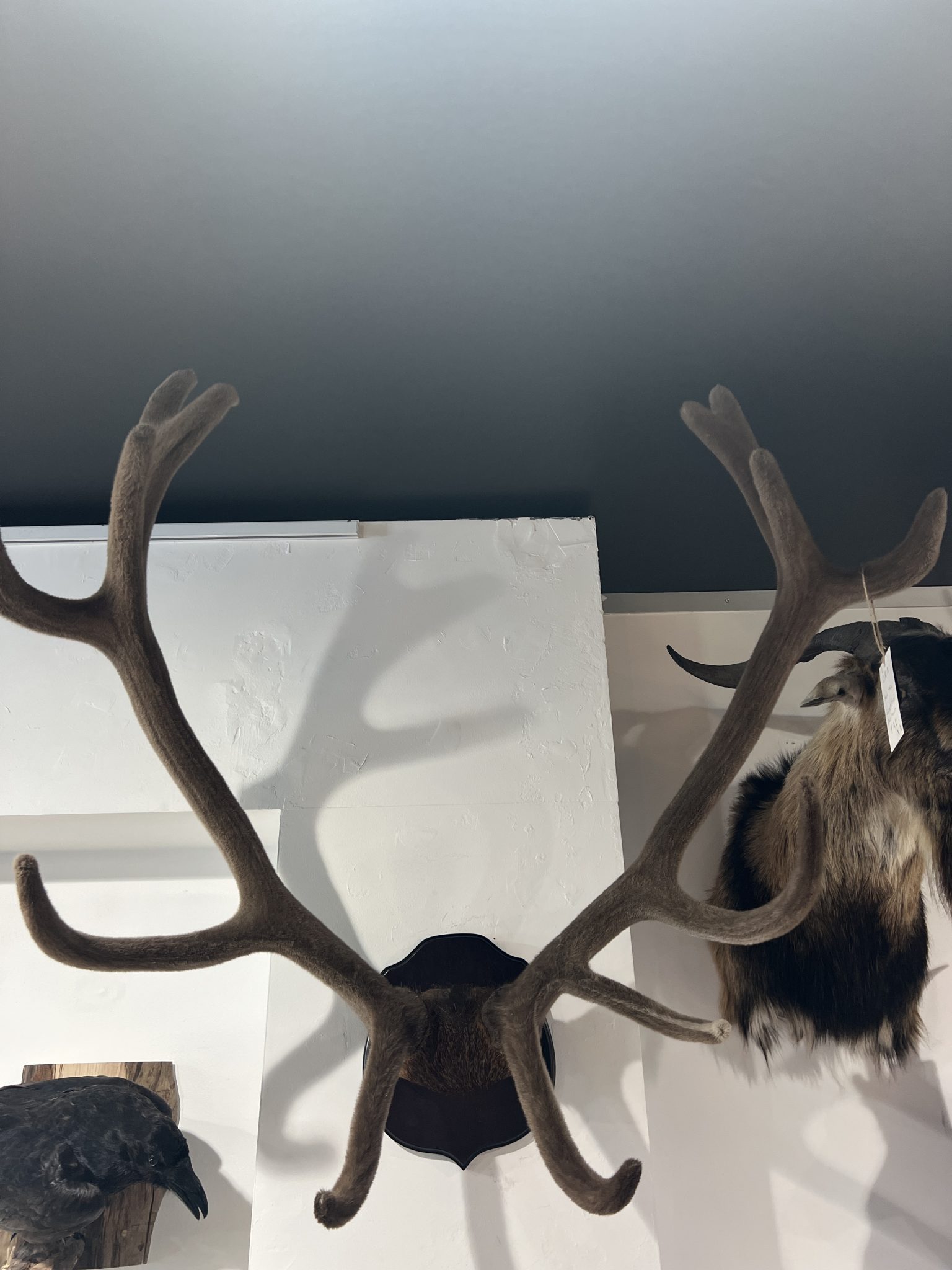 Deer Velvet