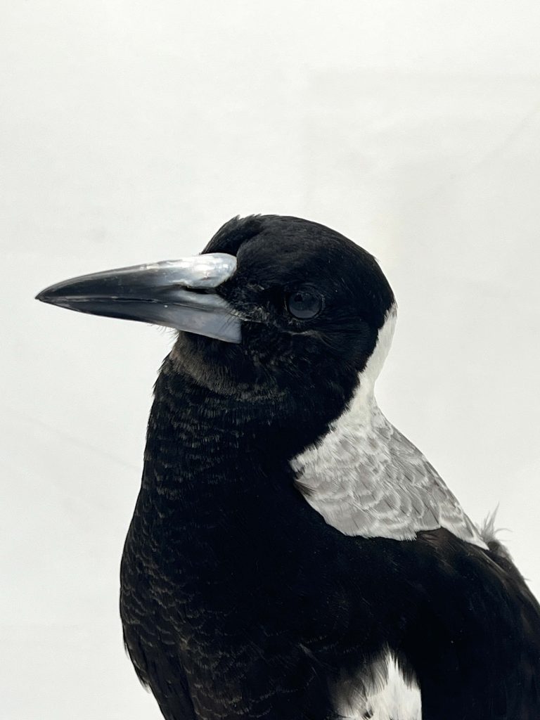 Australian Magpie on Book - Florafauna