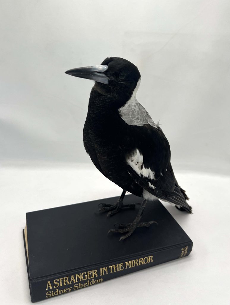 Australian Magpie on Book - Florafauna