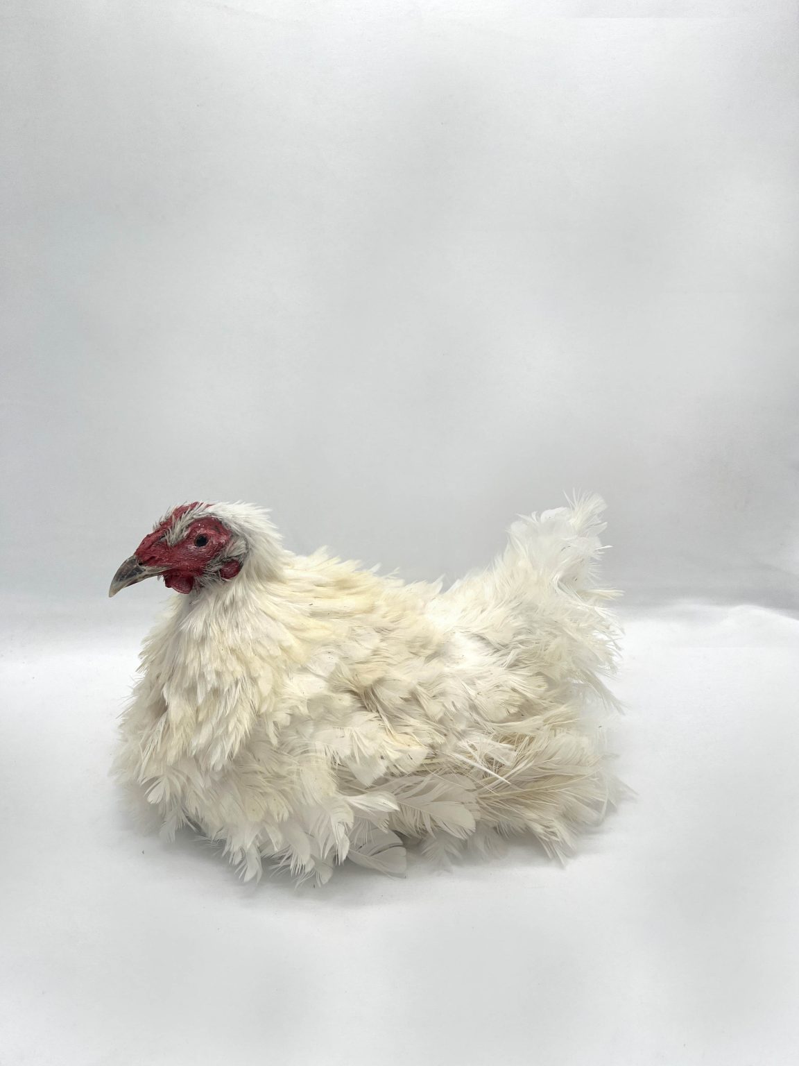 White Frizzle Sitting Chicken - Florafauna