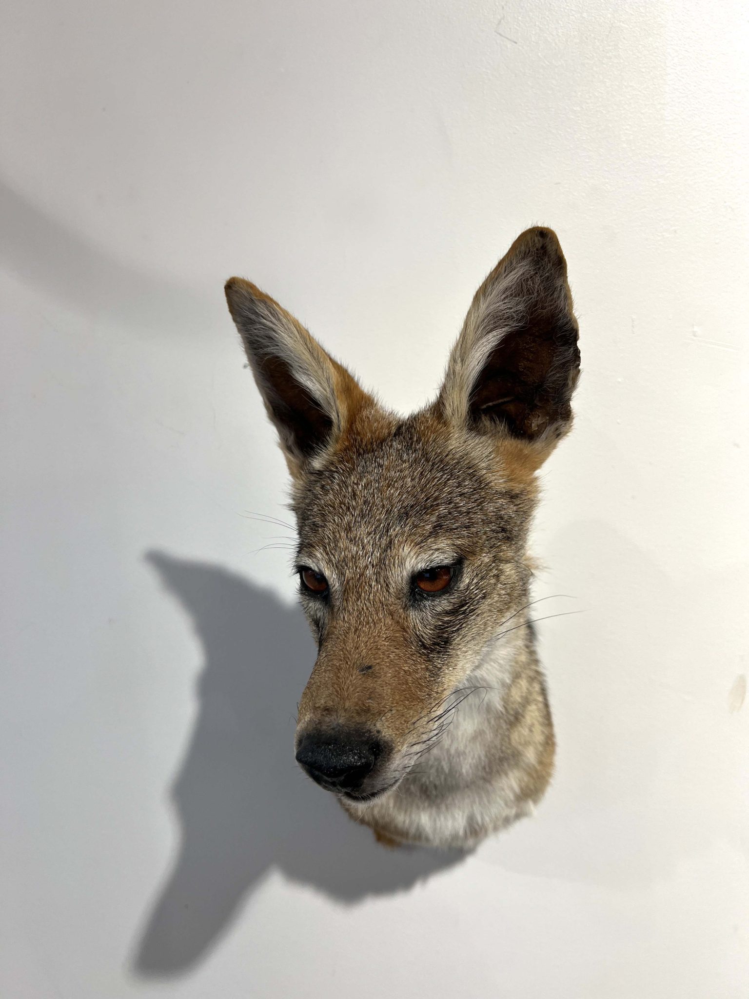 Black-backed Jackal Head Mount - Florafauna