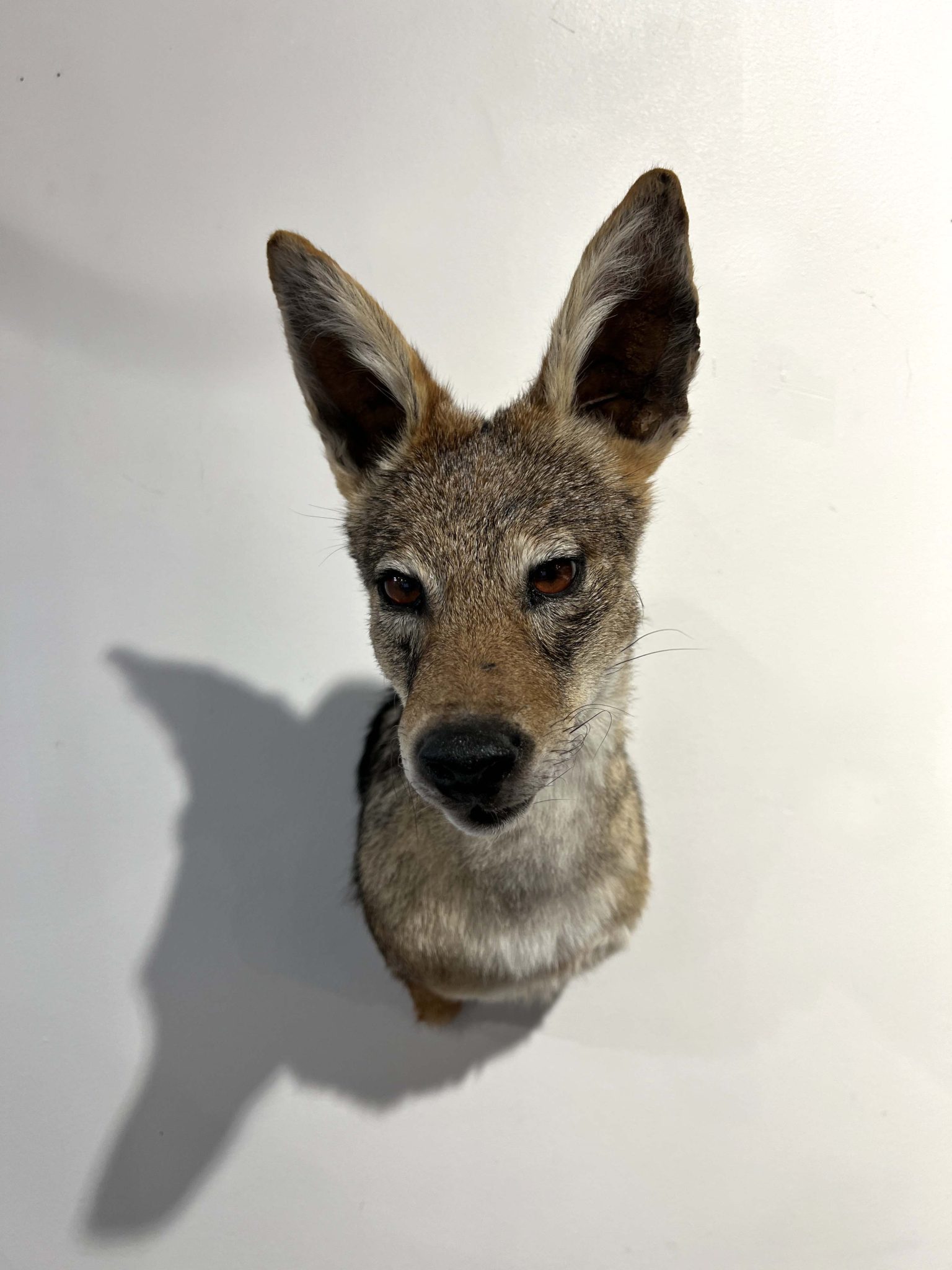 Black-backed Jackal Head Mount