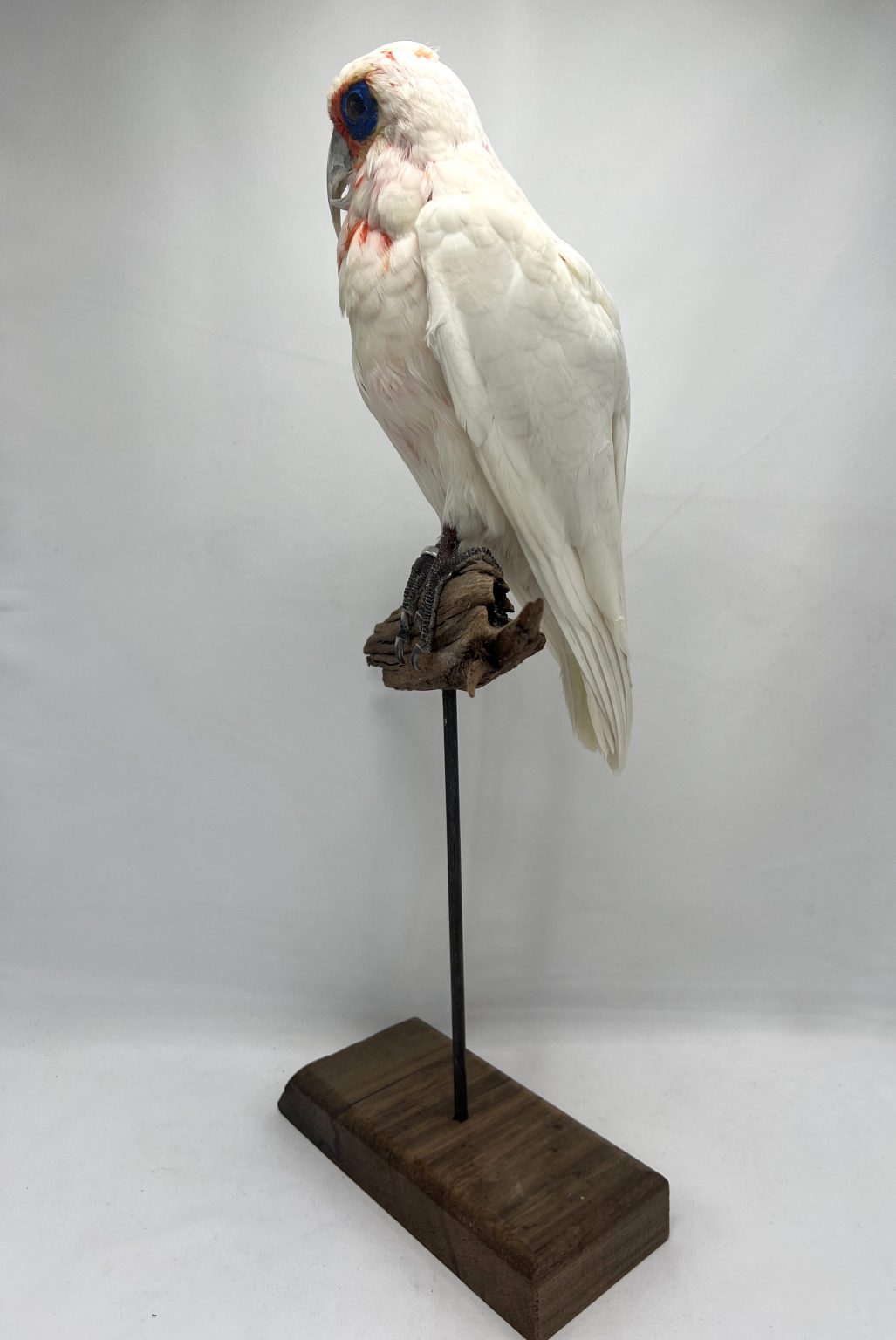 Long-Billed Corella - Florafauna