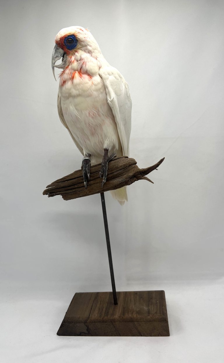 Long-Billed Corella - Florafauna