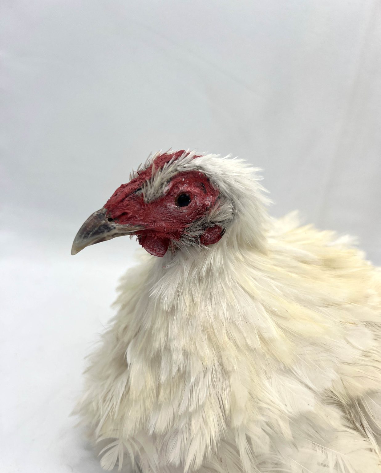 White Frizzle Sitting Chicken - Florafauna