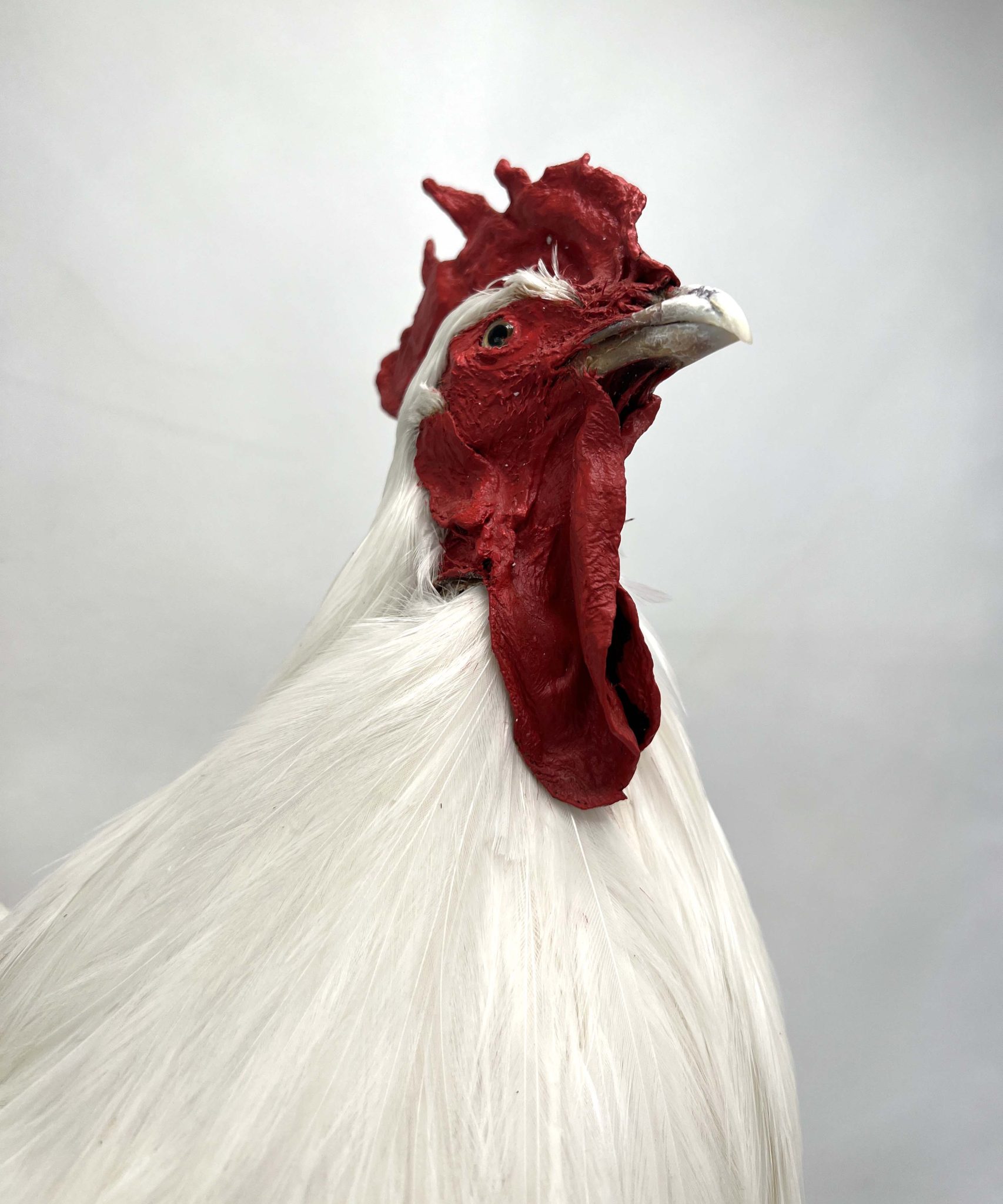White Leghorn Rooster - Florafauna