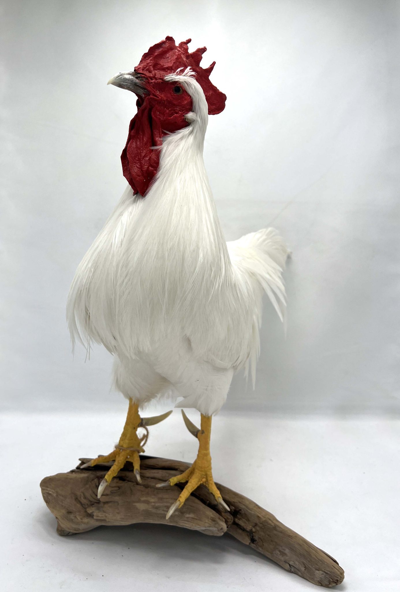 White Leghorn Rooster - Florafauna