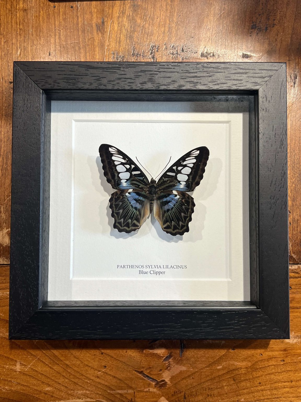 Blue Clipper Butterfly in Black Frame