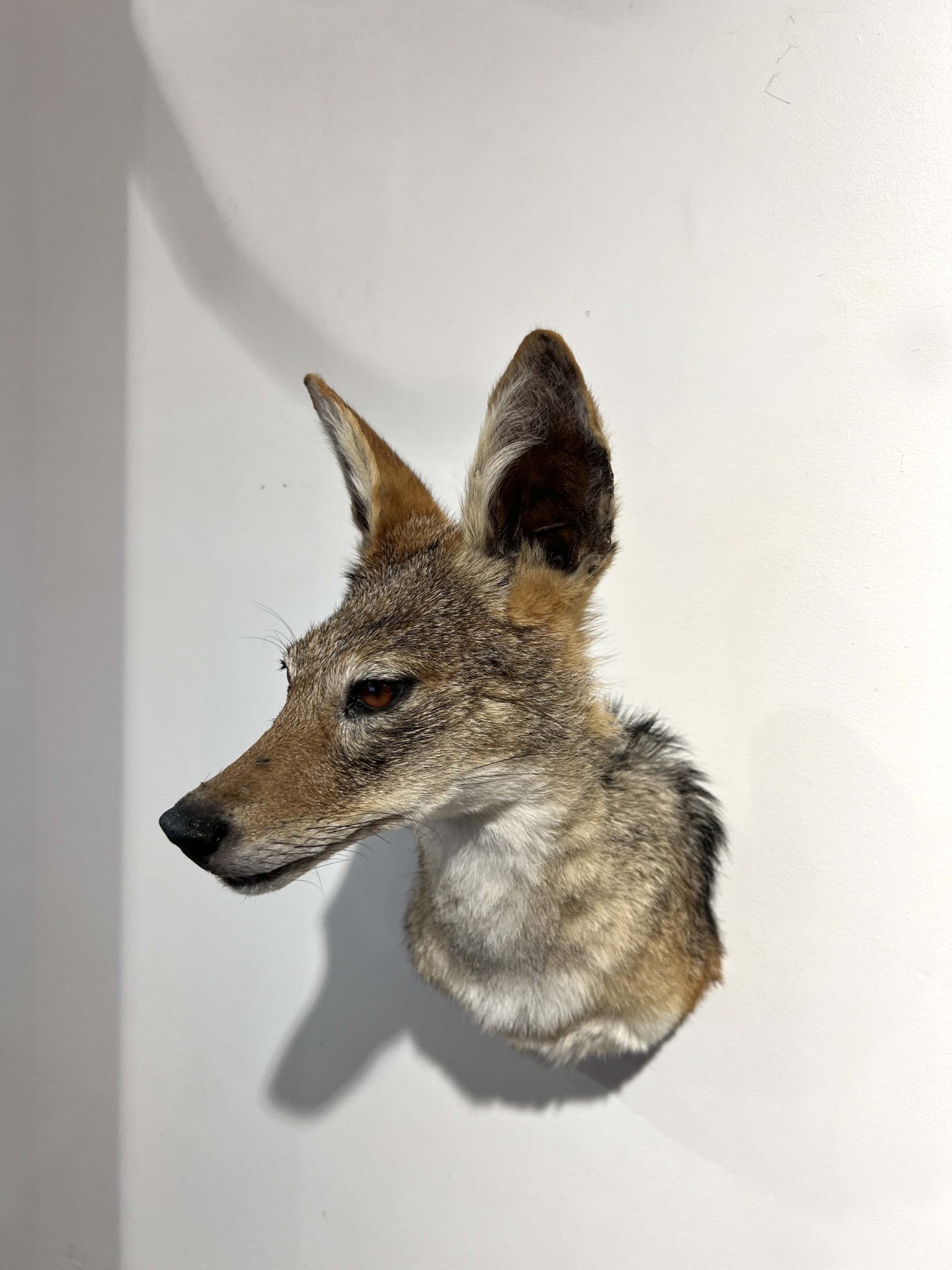 Black-backed Jackal Head Mount - Florafauna
