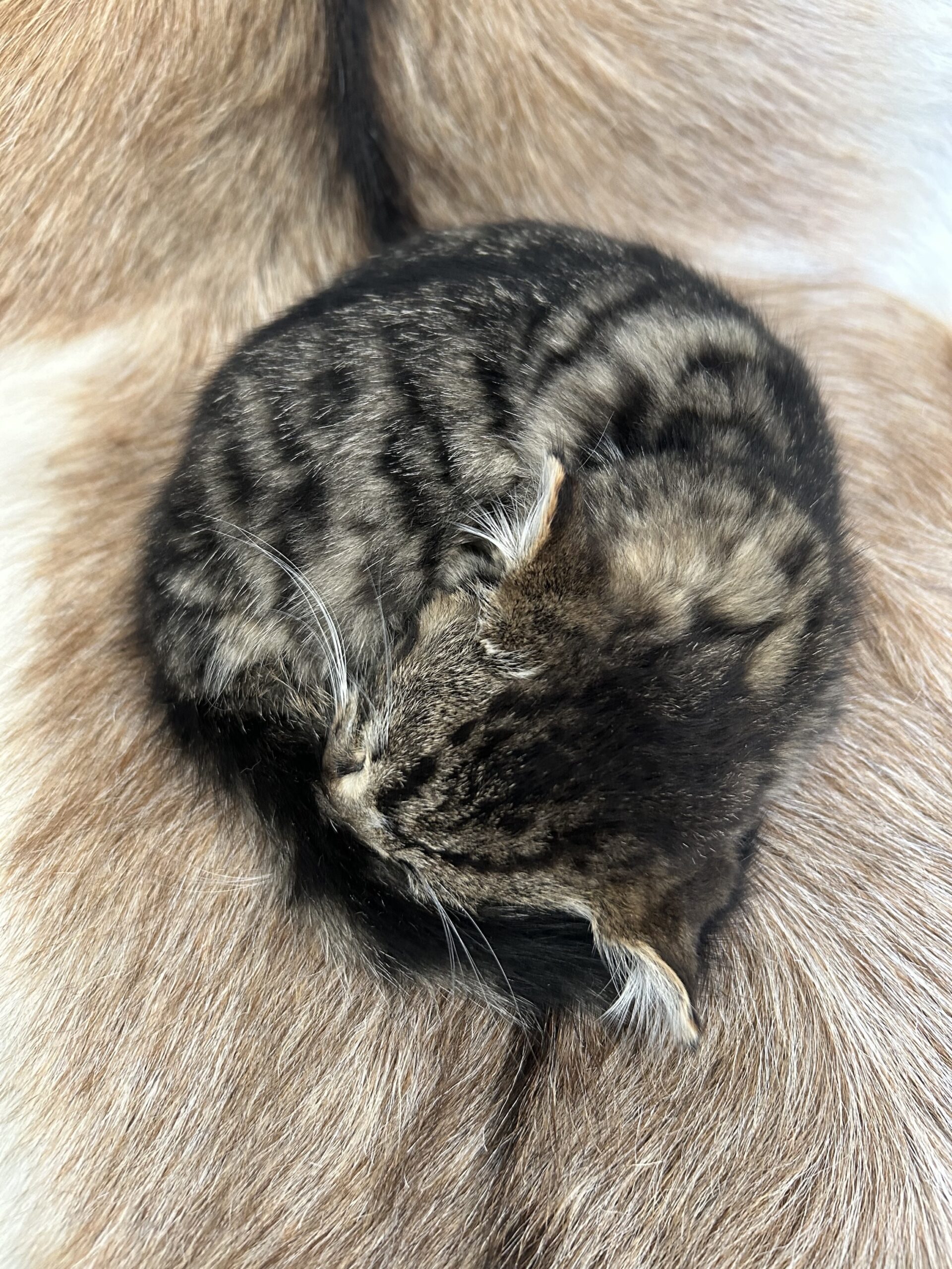 Sleeping Kitten 'Tabitha' - Florafauna