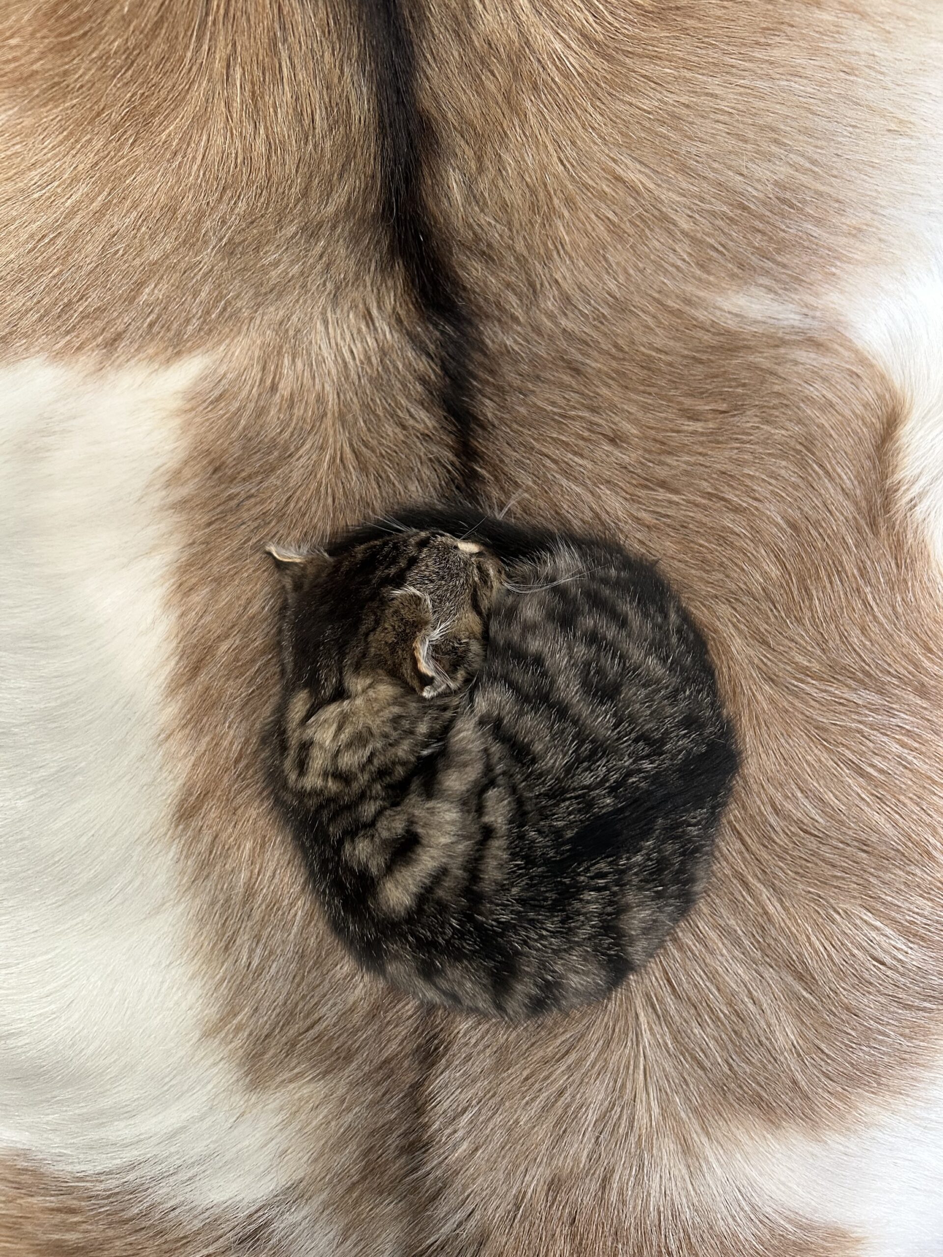 Sleeping Kitten 'Tabitha' - Florafauna